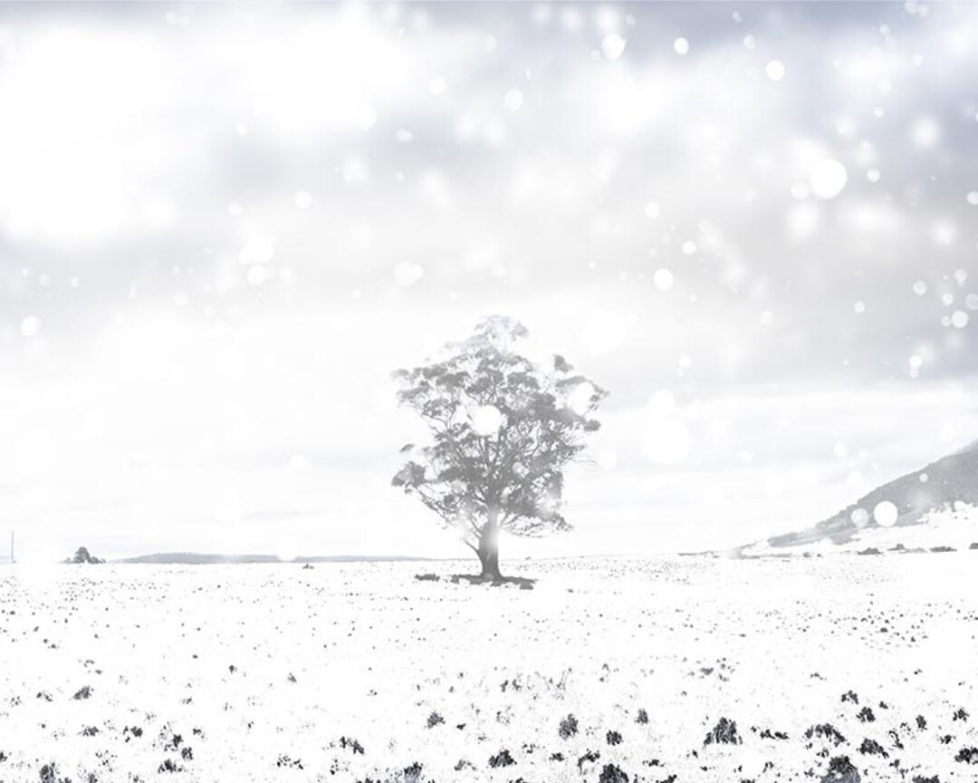 Winter Photography Snow Falling 8x10 8x12 Fine Art Photography - Etsy