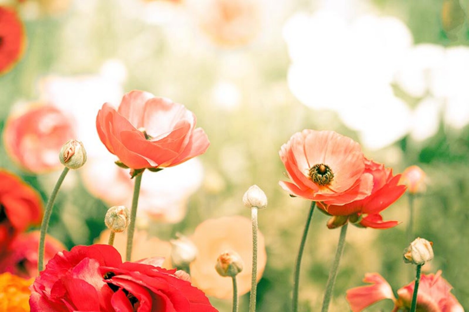 Nature Photography Floral Flower Photography Fine Art 8x10 - Etsy