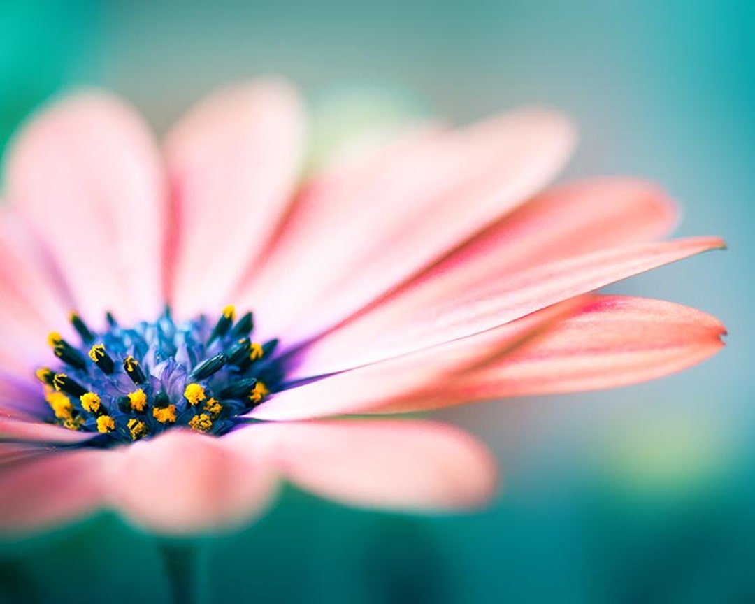 Flower Photography Nature Prints Flower Floral Print Daisy Fine Art ...