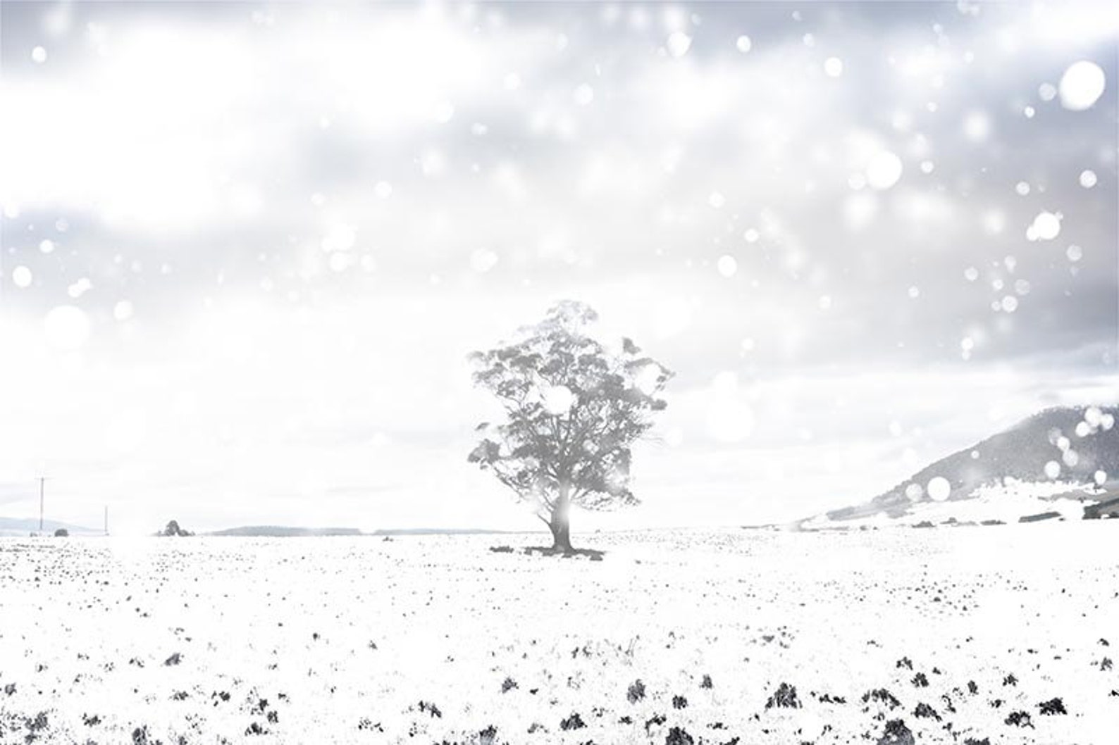 Winter Photography Snow Falling 8x10 8x12 Fine Art Photography - Etsy