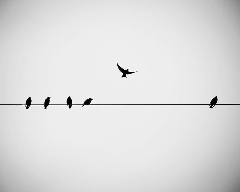 Bird On A Wire Template