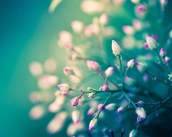 Botanical Photography Abstract Nature 8x10 Print Fine Art Blue - Etsy