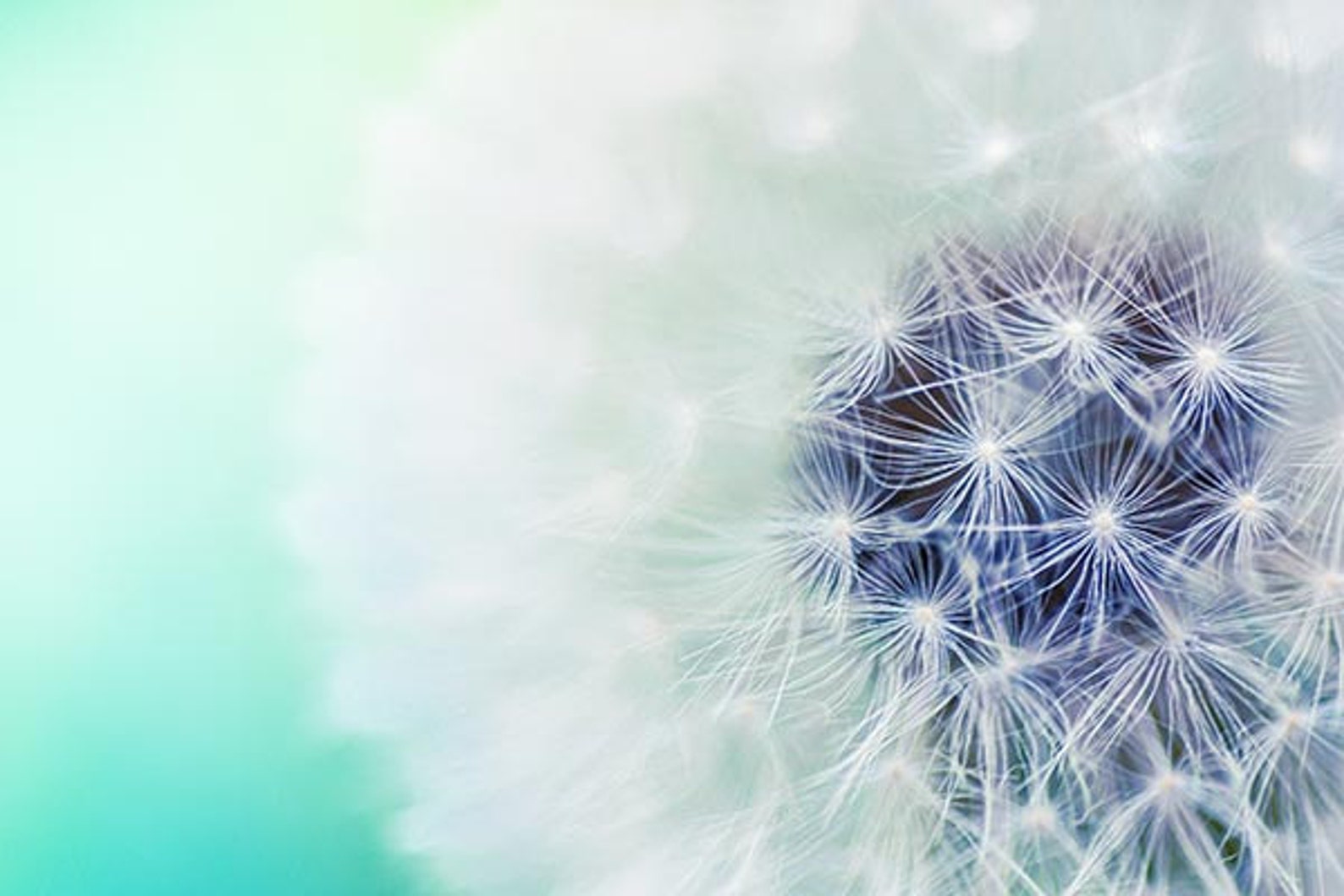 Botanical Dandelion Photography Teal Wall Art Print 8x10 8x12 | Etsy