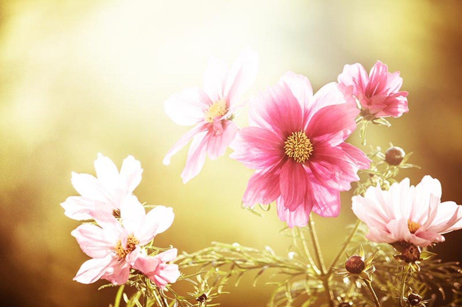 Flower Photography Fine Art Nature Photography Print 8x10 8x12 | Etsy