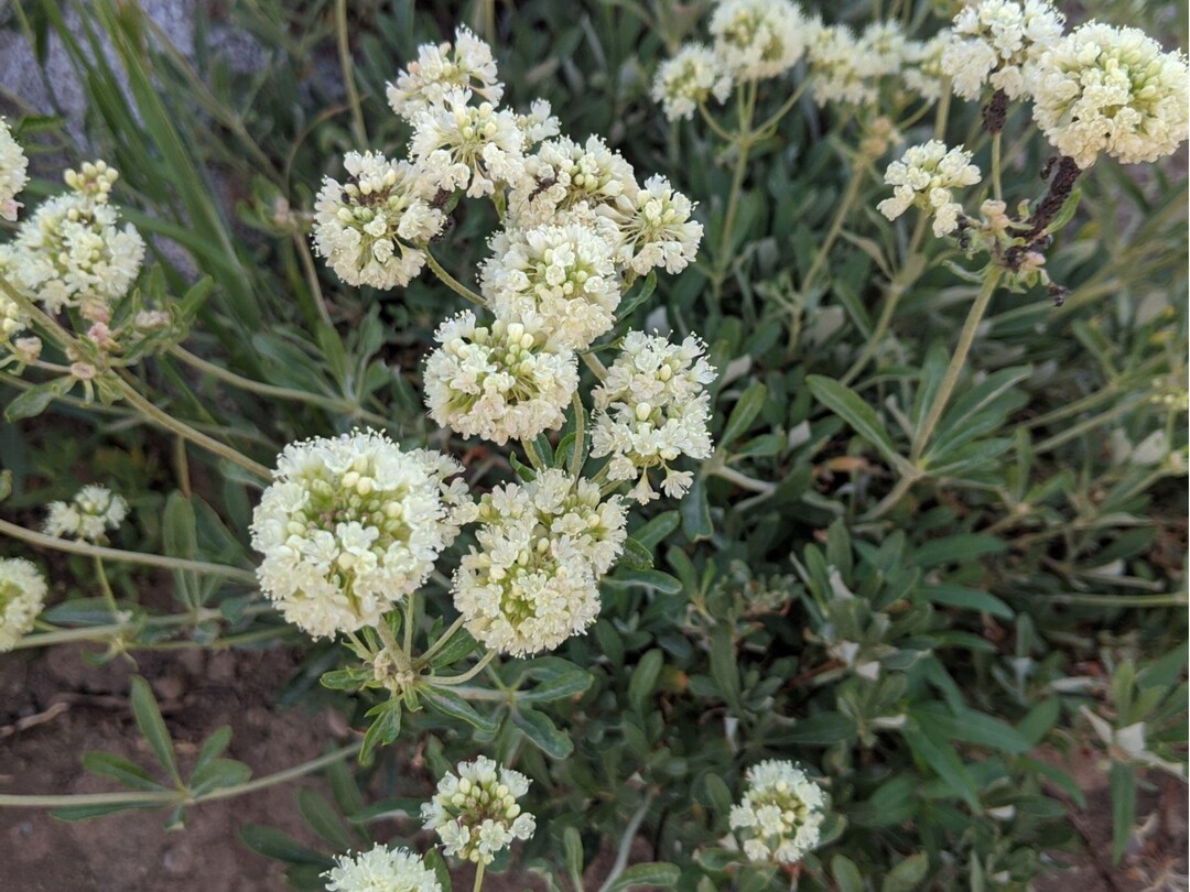 Parsnipflower Buckwheat Seeds (eriogonum Heracleoides) – 50 Native ...