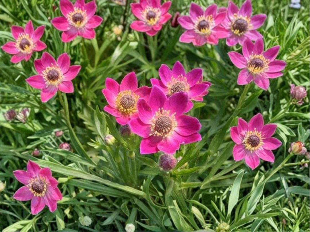 Windflower Seeds (anemone Multifida) – 100 Native Wildflower Seeds ...