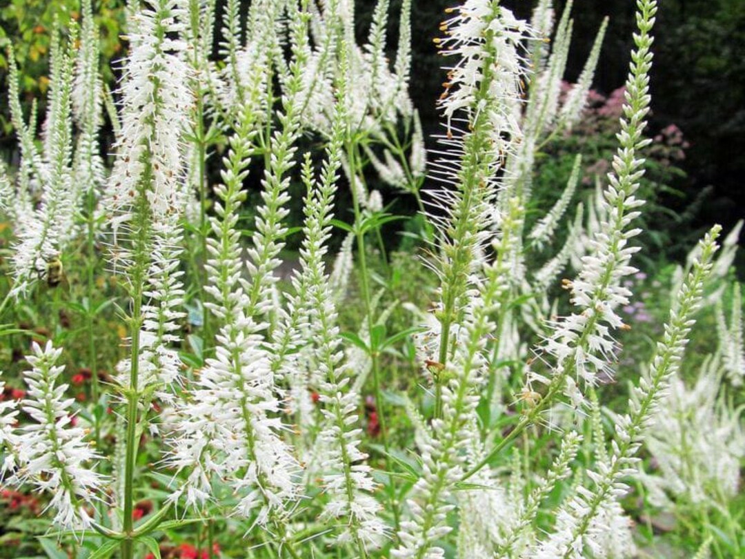Culver’s Root Seeds (veronicastrum Virginicum) – 2500 Native Wildflower ...