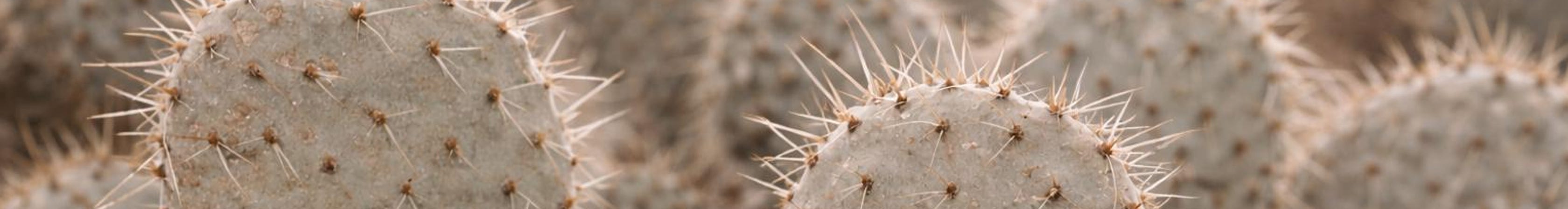 ShopWayOutWestStudio - Etsy