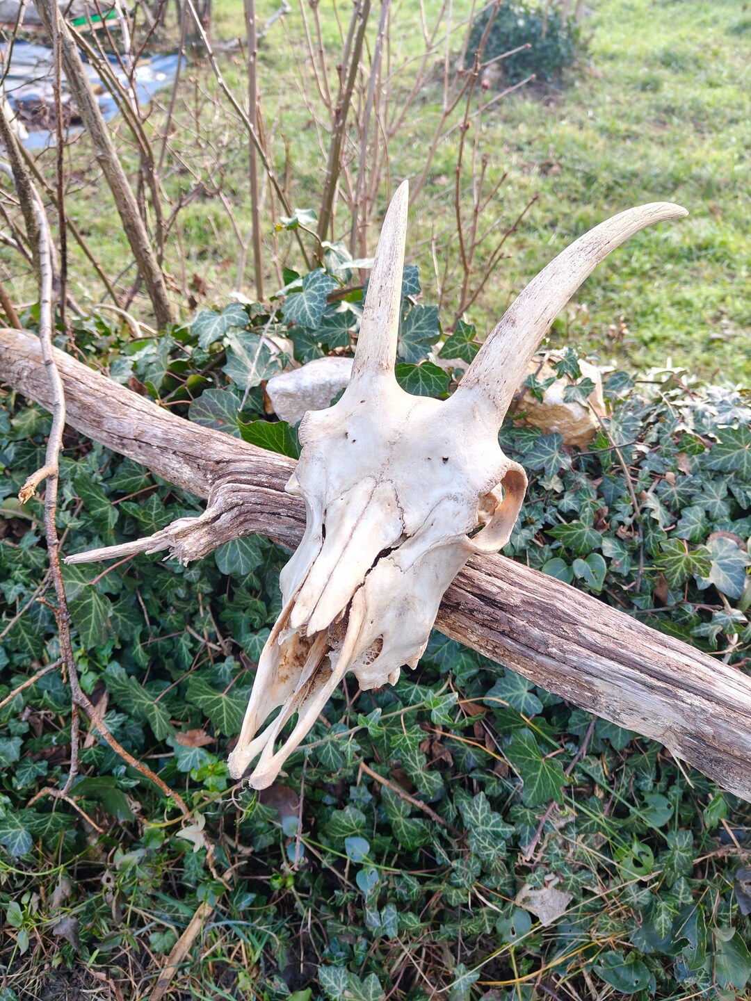 Natural Goat Skull With Horns – Ethically Found Bone – Nordic Pagan ...