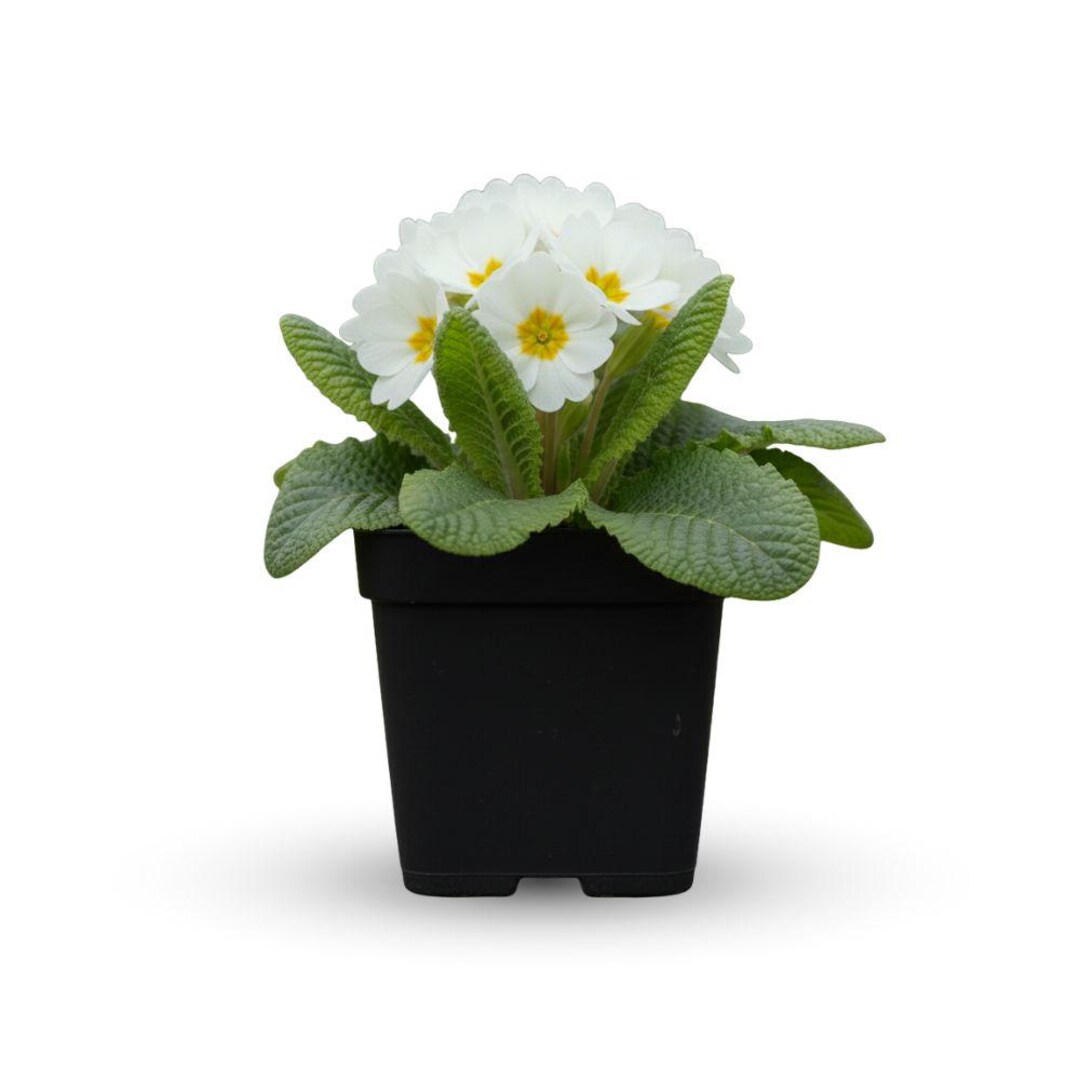 White Primrose Live Plant, White Spring Flower, Plant for Home and ...