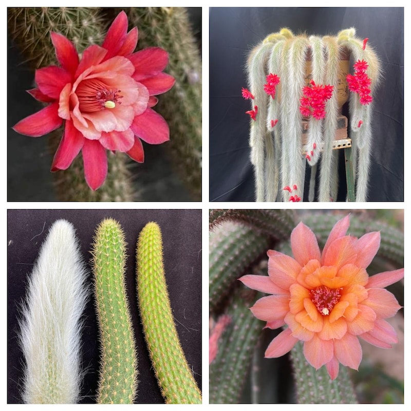 Classic Cactus - Etsy