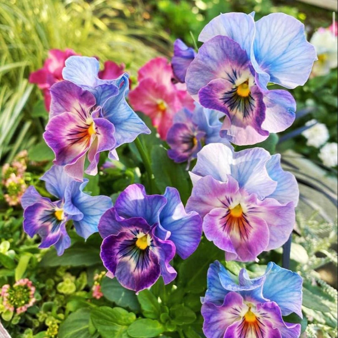 Viola Philippic Seeds – Perennial Violet Flower - Etsy Australia