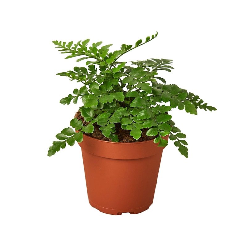 Austral Gem Fern Waxy Leaves - Etsy