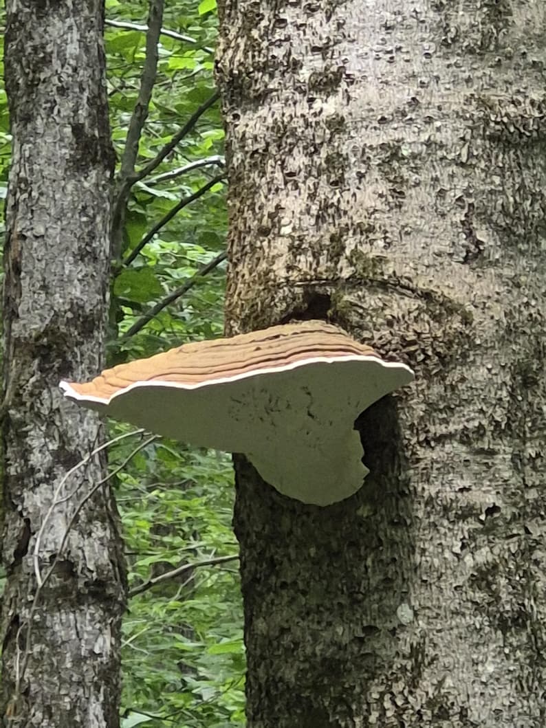 Artist Conk (ganoderma Applanatum) - Etsy