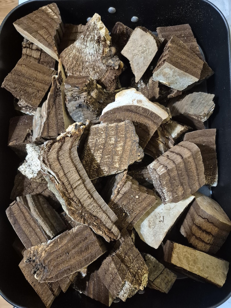 Artist Conk (ganoderma Applanatum) - Etsy