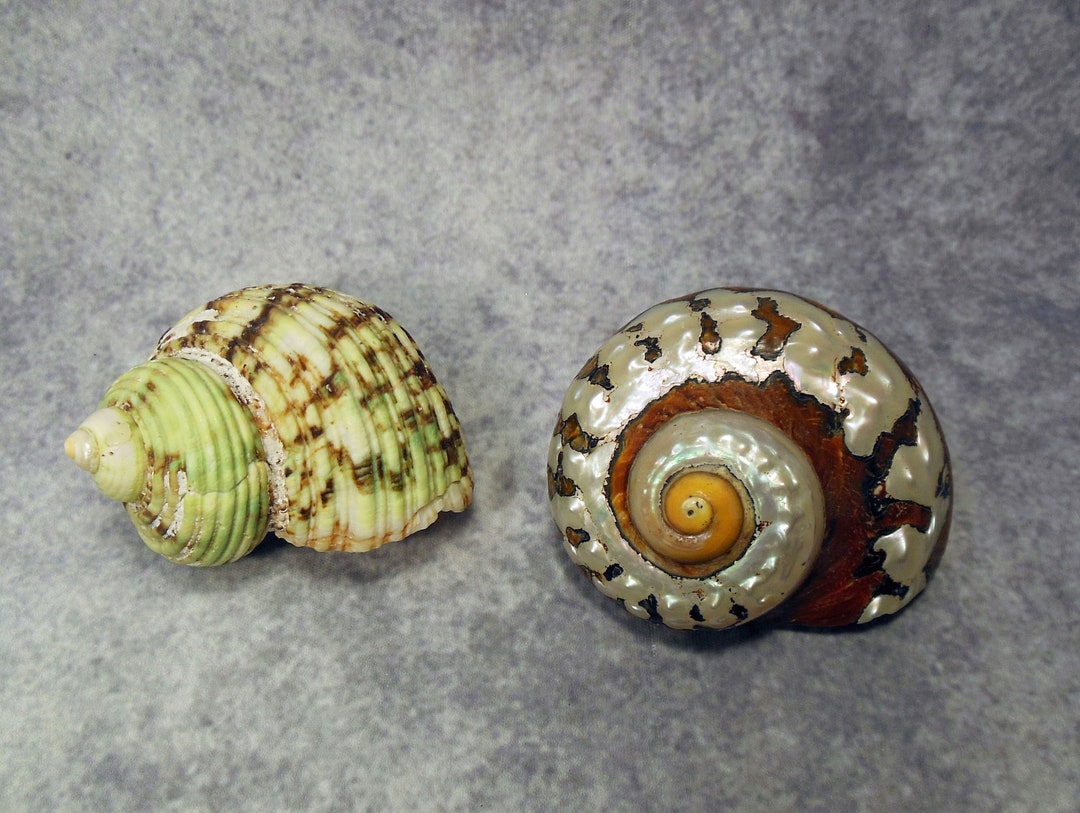 2 Shells African Pearlized Turbo Shell and Silver Mouth? Turbo - Etsy
