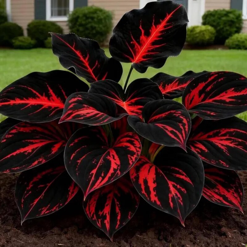 Black and Red Hosta Plants - Etsy