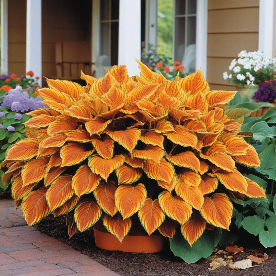 200+ Orange Hosta Seeds – Vibrant & Easy-to-grow Shade Garden ...