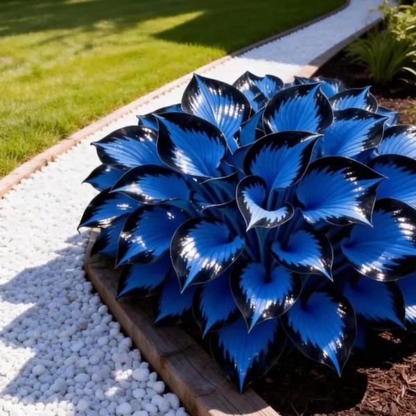 Blue and Black Hostas - Etsy