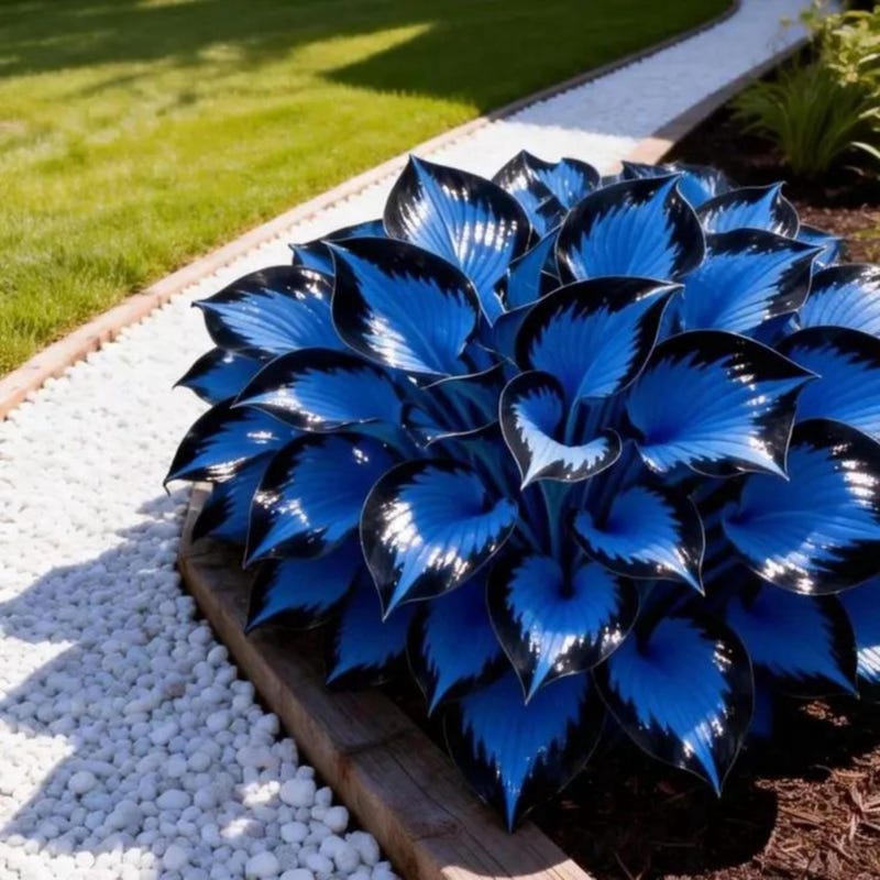 Blue and Black Hostas - Etsy