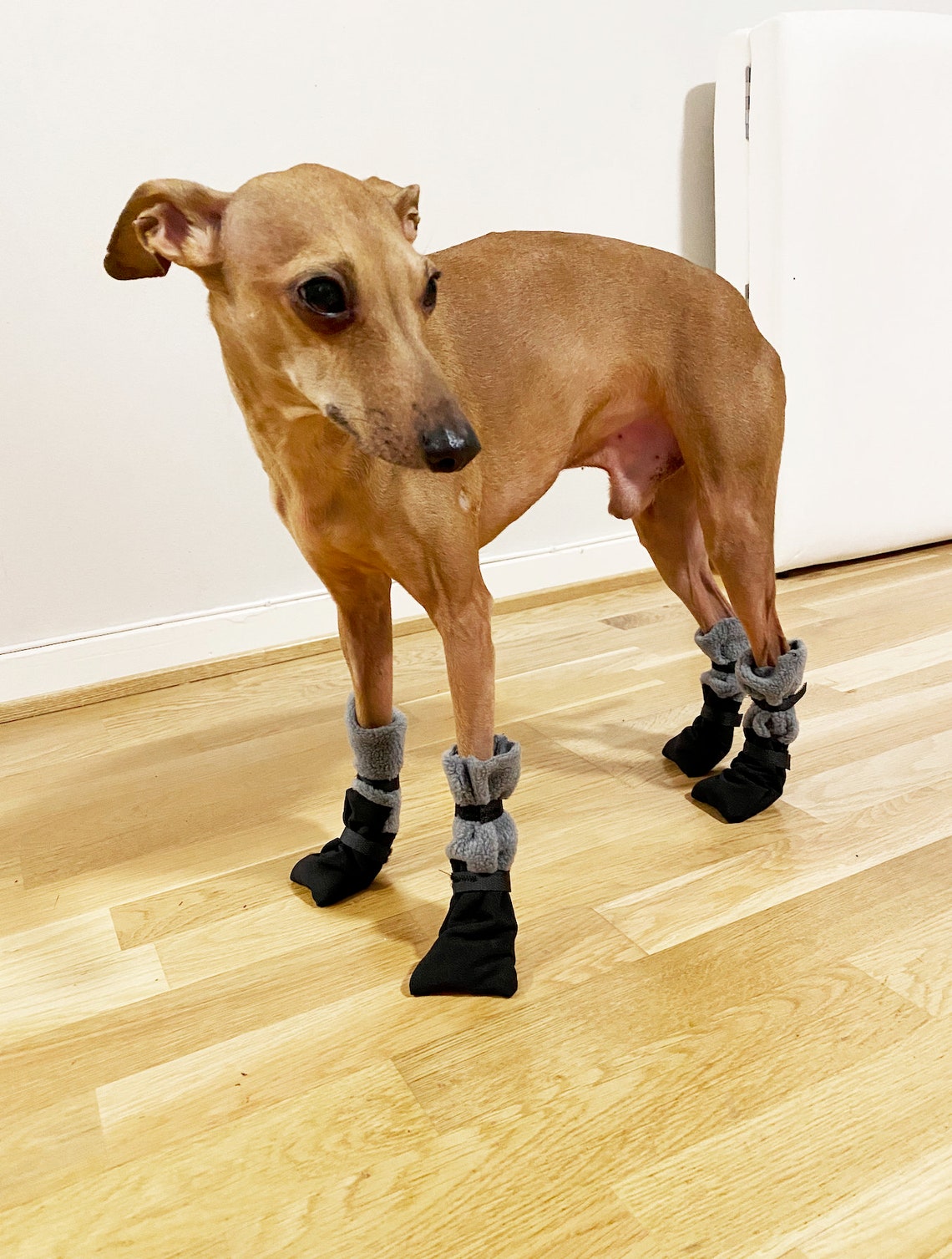 Shoes PATTERN for Dogs, Italian Greyhound, Whippet, Saluki, Small Dogs ...