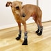 Shoes PATTERN for Dogs, Italian Greyhound, Whippet, Saluki, Small Dogs ...