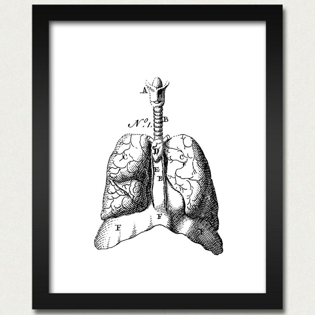 Lungs - Vintage Anatomy Wall Hanging Lungs Organs Medical Poster Print ...