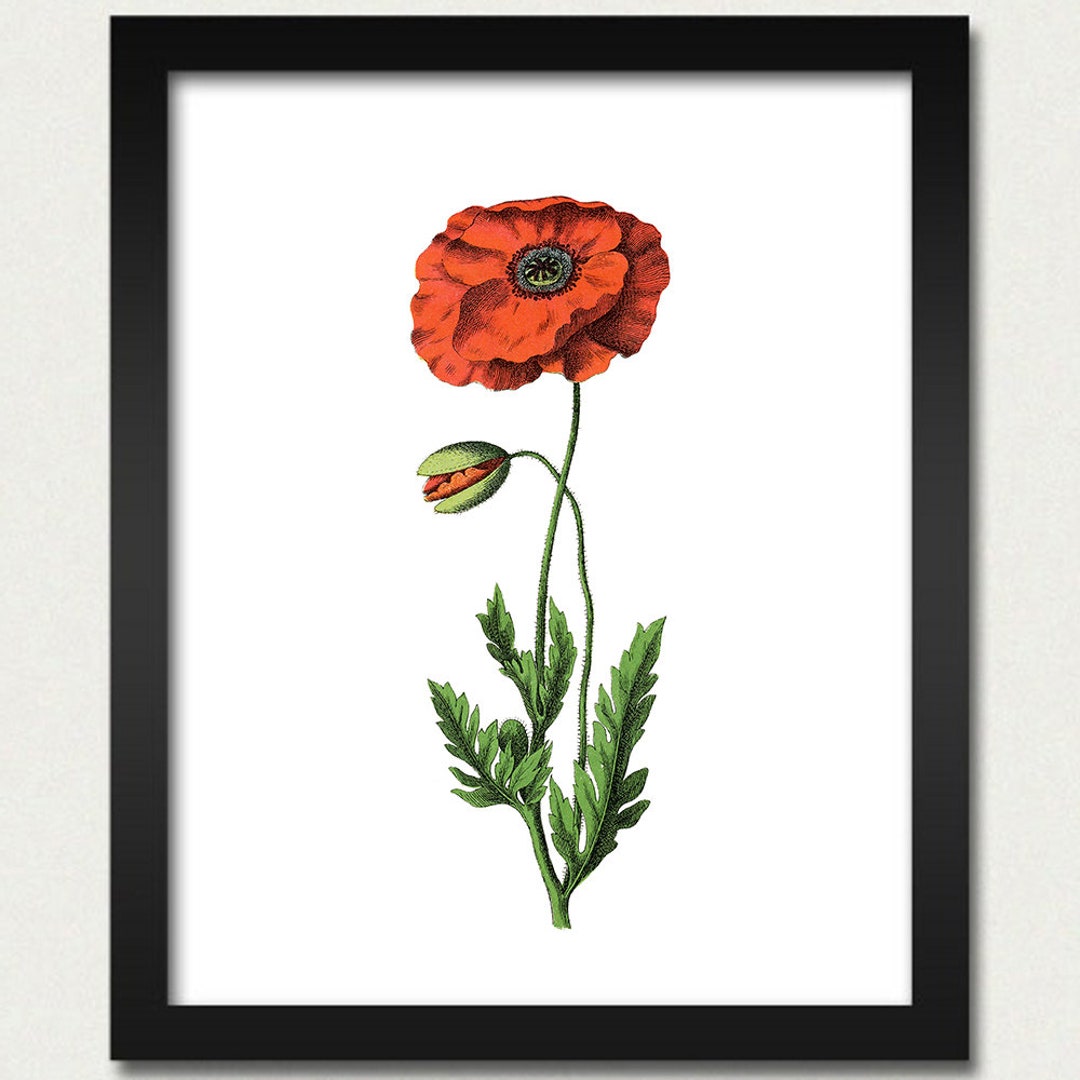 Beautiful Red Poppy Floral Wall Hanging Poster - Vintage Flower Print ...