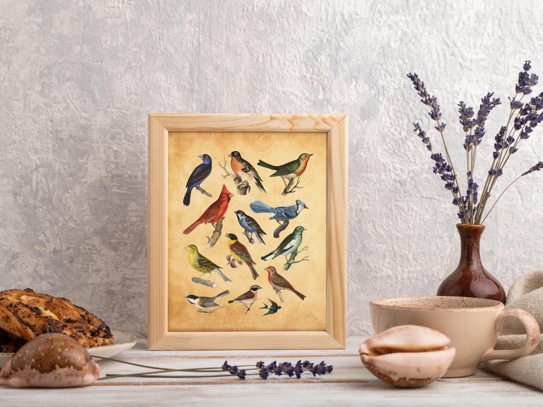 Vintage Illustration Art Print, Woodland - Songbird Collage Collection ...