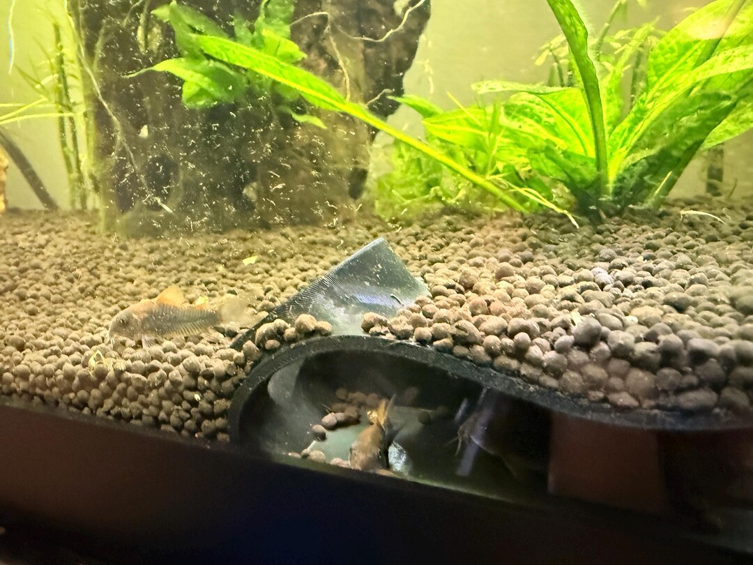 Corydora Fish Cave – Aquarium Hide 3D Printed PETG Cory Catfish Shelter ...