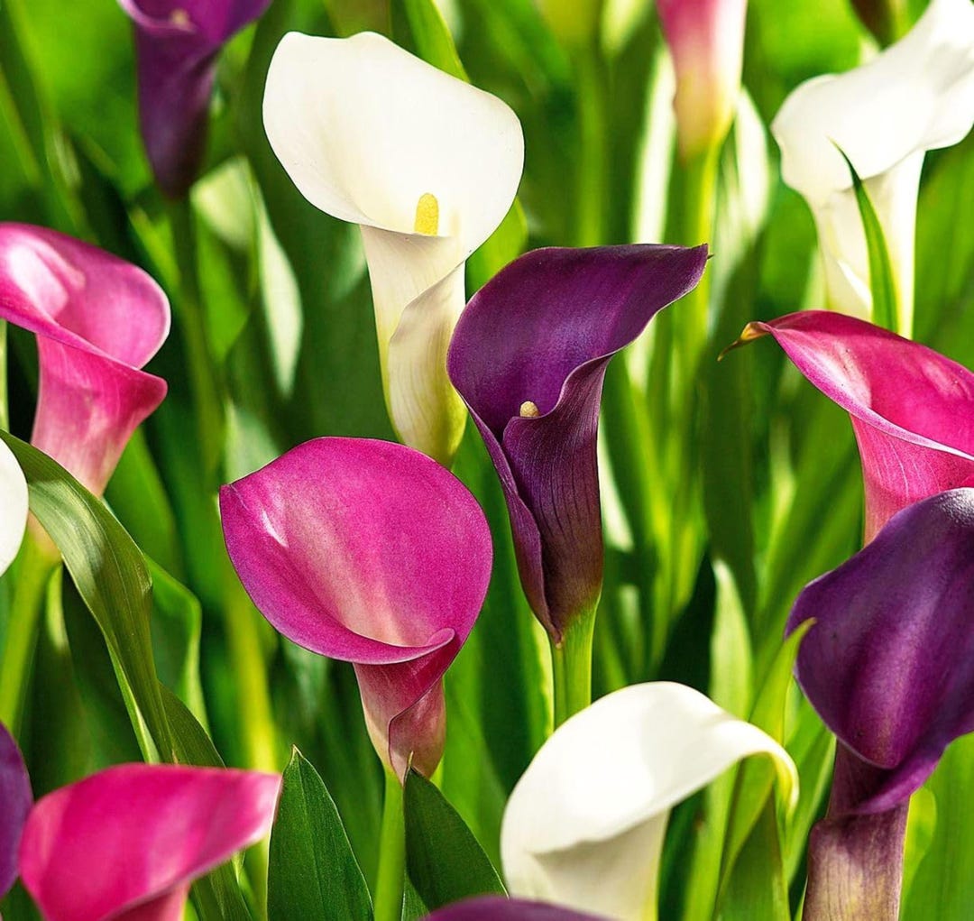 Rare Calla Lily Seeds Mixed Color Perennial Flowers - Etsy