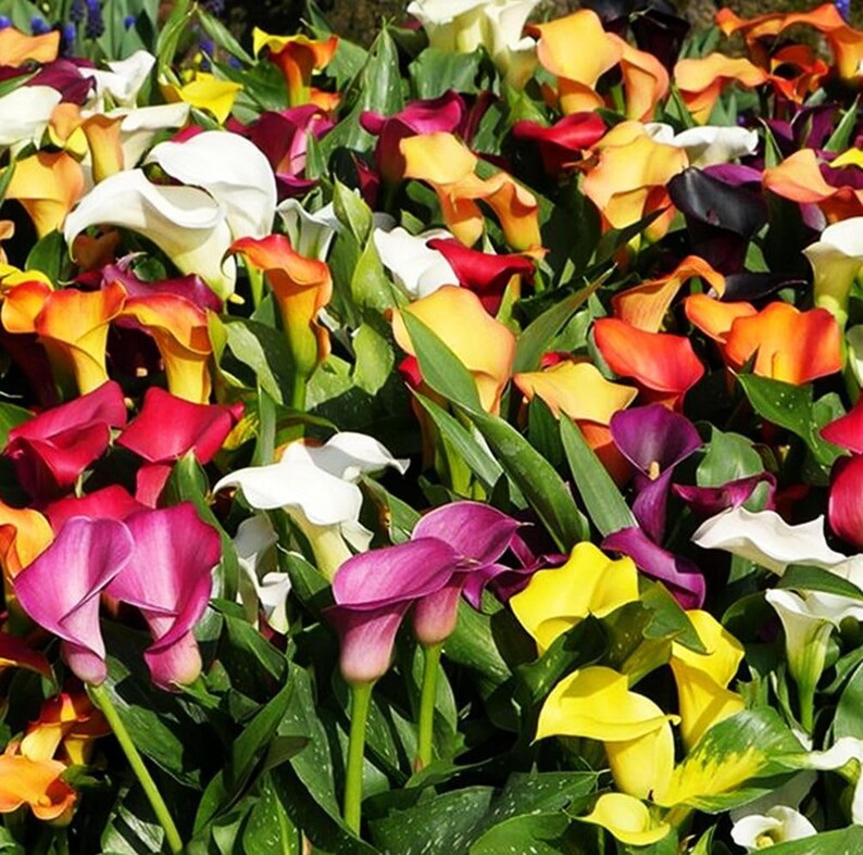 Rare Calla Lily Seeds Mixed Color Perennial Flowers - Etsy