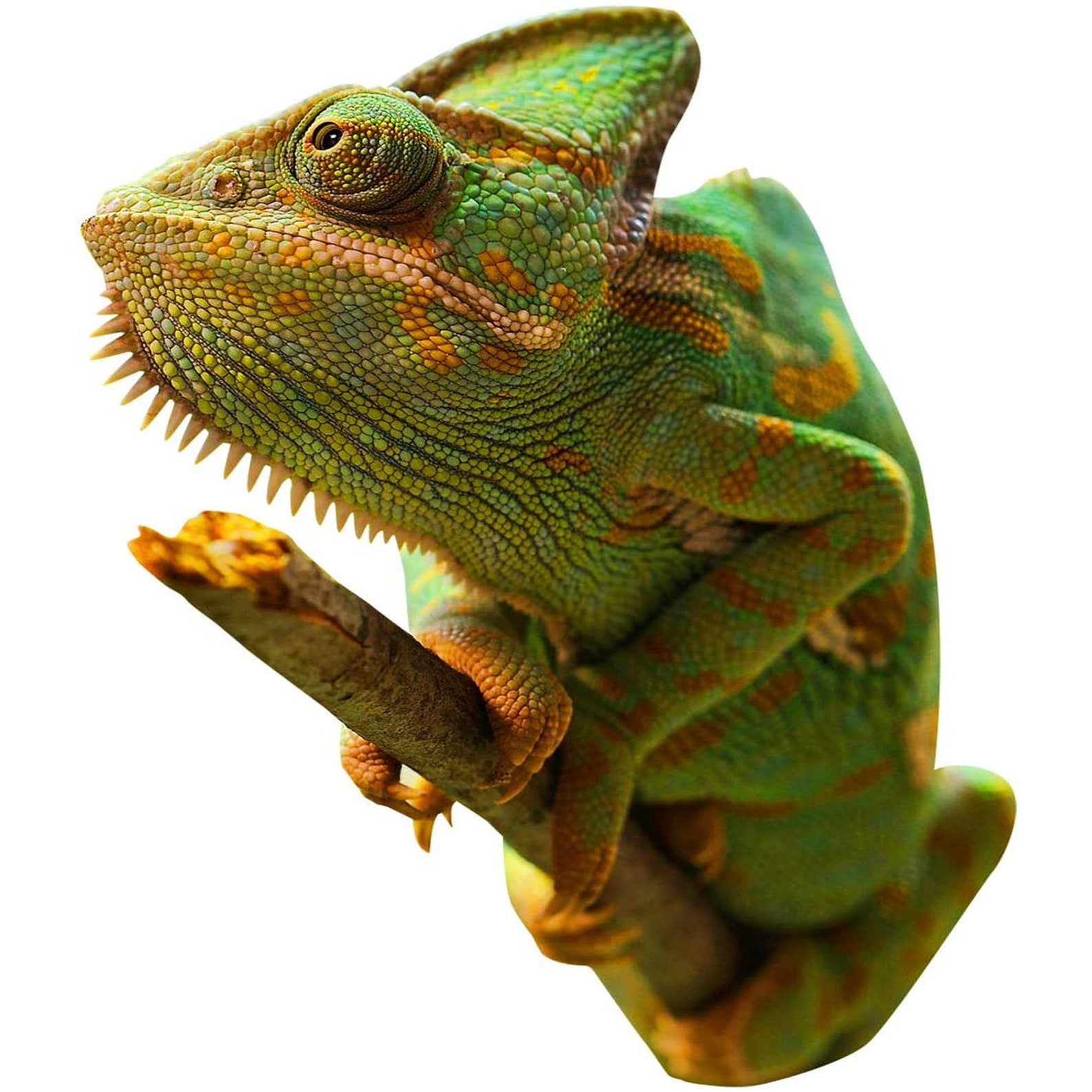 Chameleon Wall Decal Sticker Peel and Stick Animal Decor - Etsy