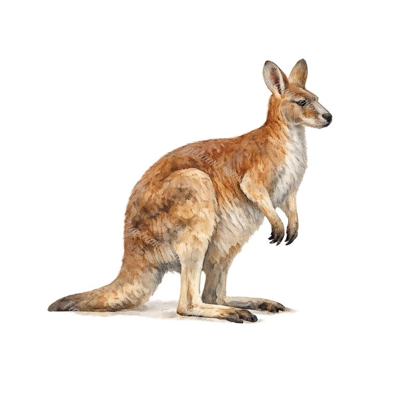 20 Kangaroo Clipart – Adorable Watercolor Png Collection for Crafts ...