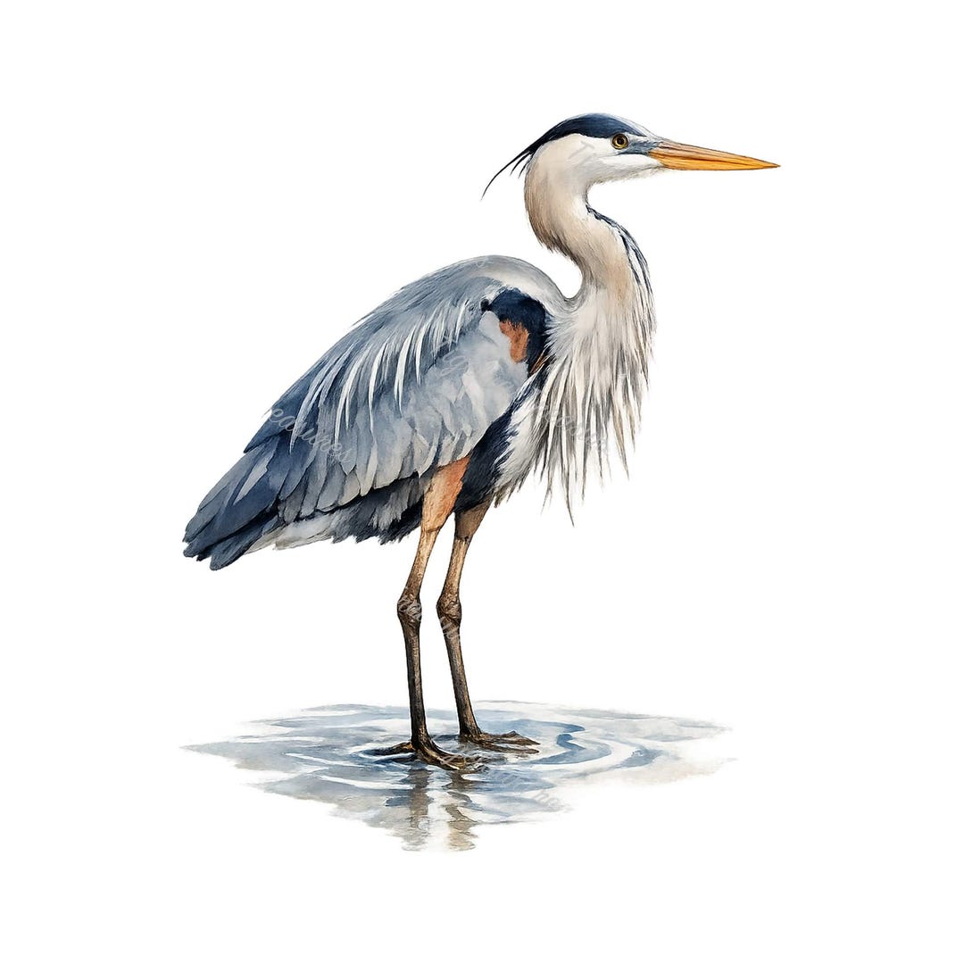 20 Wetlands Animals Clipart – Lively Watercolor Collection, 20 Png ...