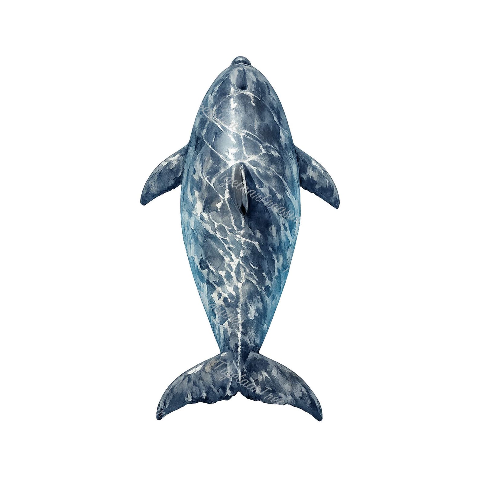 20 Dolphin Clipart – Playful Watercolor Collection, 20 Png Files With ...