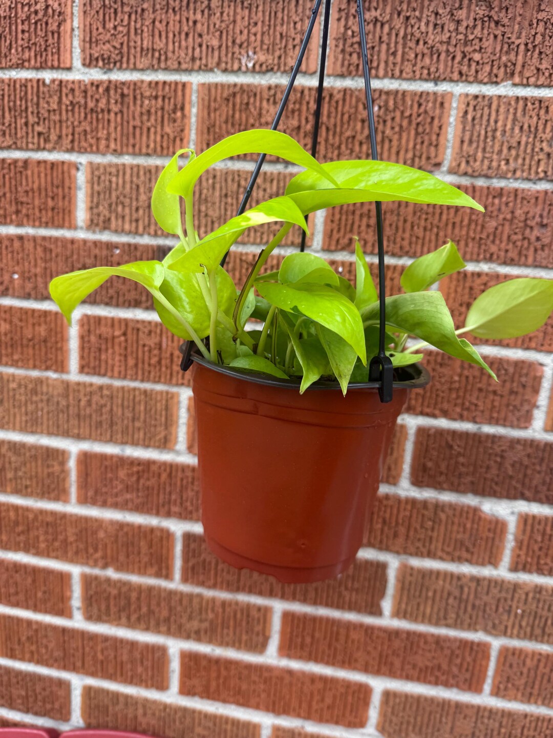 Neon Green Pothos - Etsy