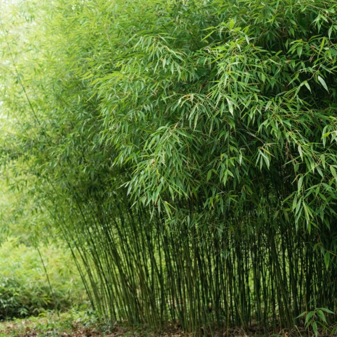 50 Bamboo Seeds | Clumping Bamboo for Privacy Screen, Fast Growing ...