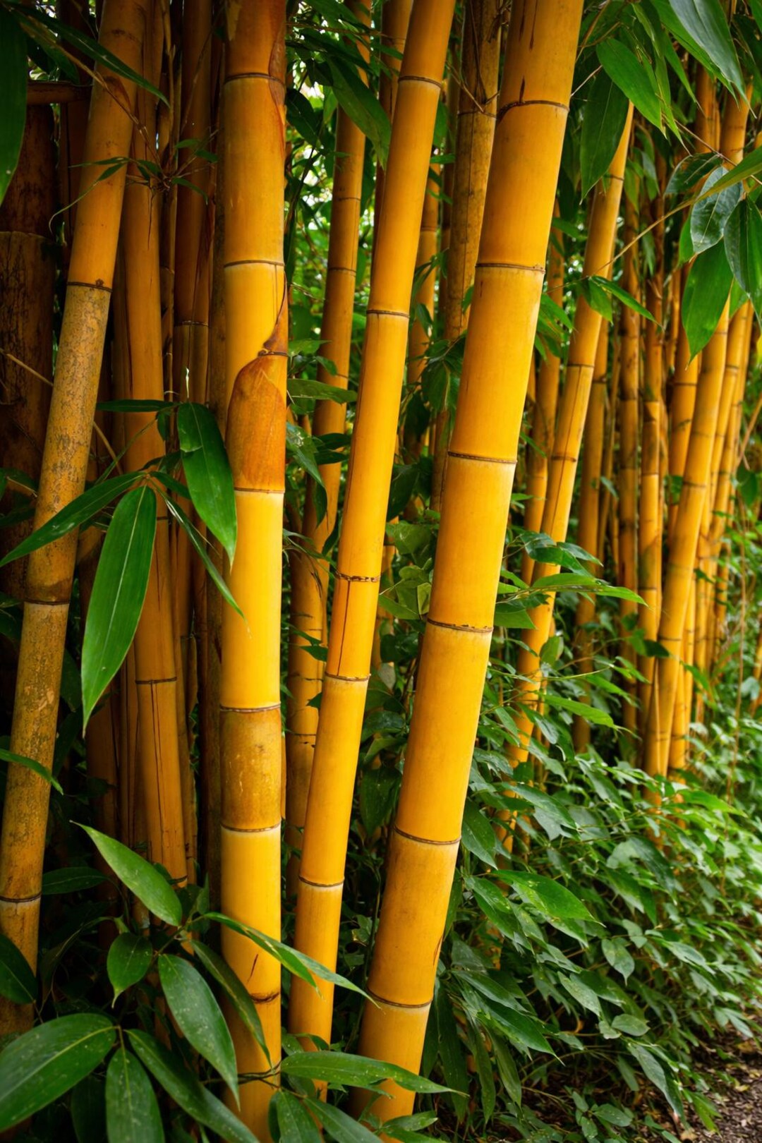 50 Golden Bamboo Seeds | Clumping, Non-invasive Privacy Screen - Etsy