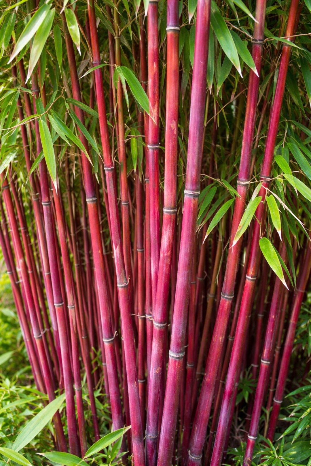 25 Red Bamboo Seeds | Ornamental Garden Plant, Decorative Privacy ...