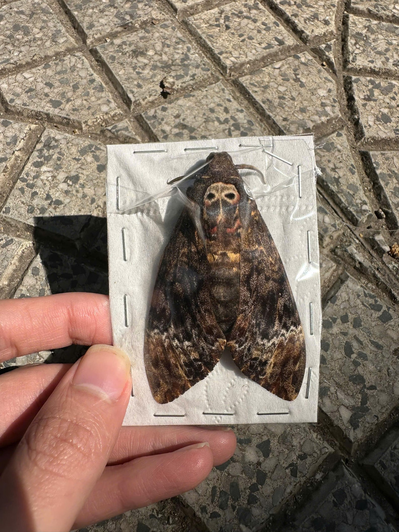 Real Acherontia Death’s Head Hawk Moth Specimen | Folded Wings | Dried ...