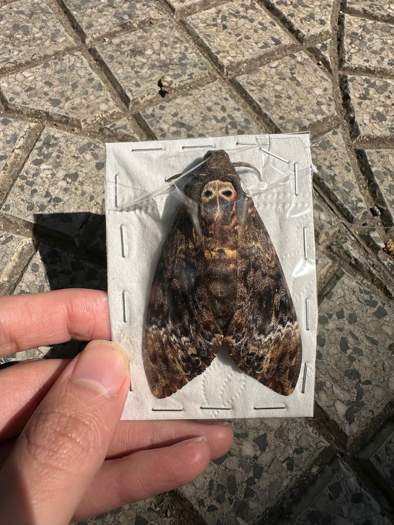 Real Acherontia Death’s Head Hawk Moth Specimen | Folded Wings | Dried ...