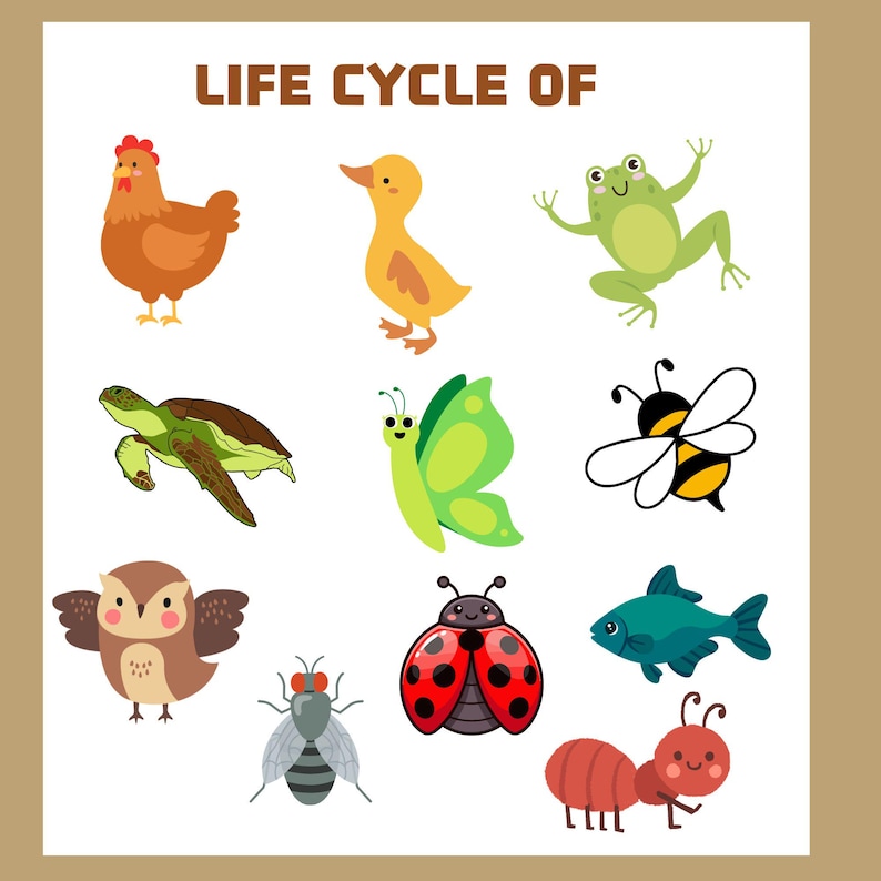 Life Cycle Activity Sheet - Etsy