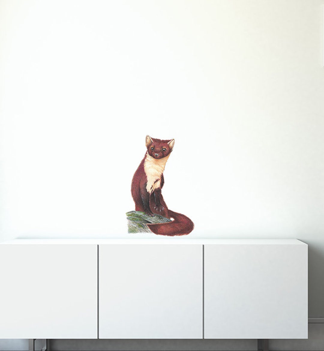 Pine Marten Wall Sticker Decal | Kids Wall Stickers, Animals Wall ...