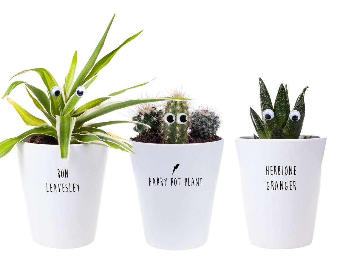 ️ 200+ Flower Puns To Share With Loved Ones - Hi Miss Puff