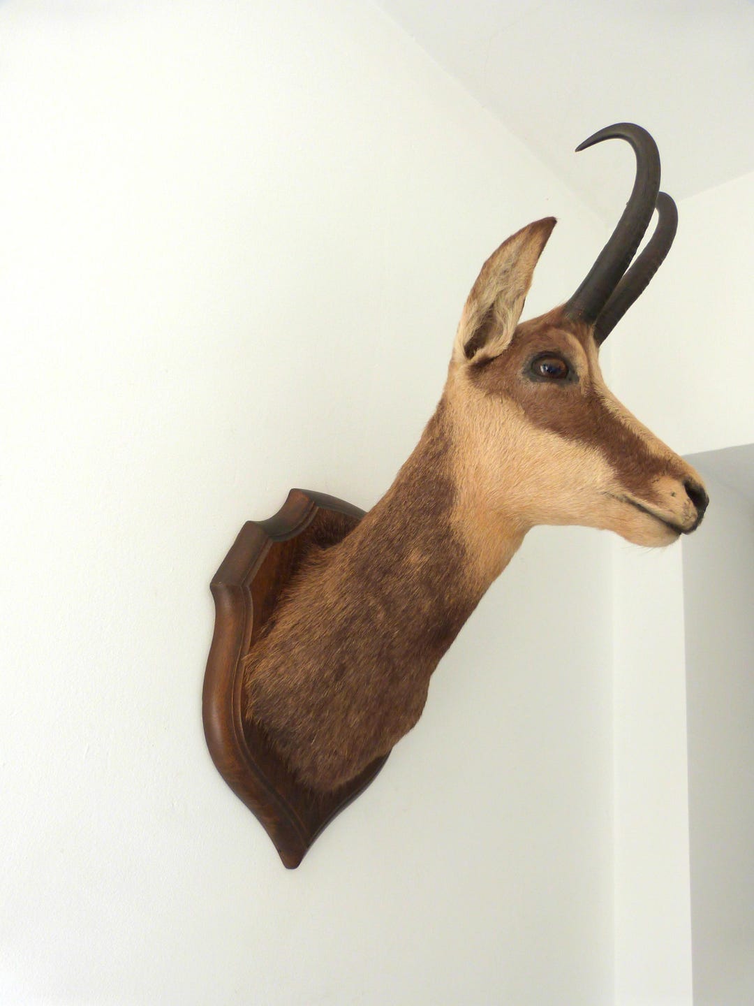 BIG Vintage French Taxidermy Taxidermied Izard Chamois Goat Large ...