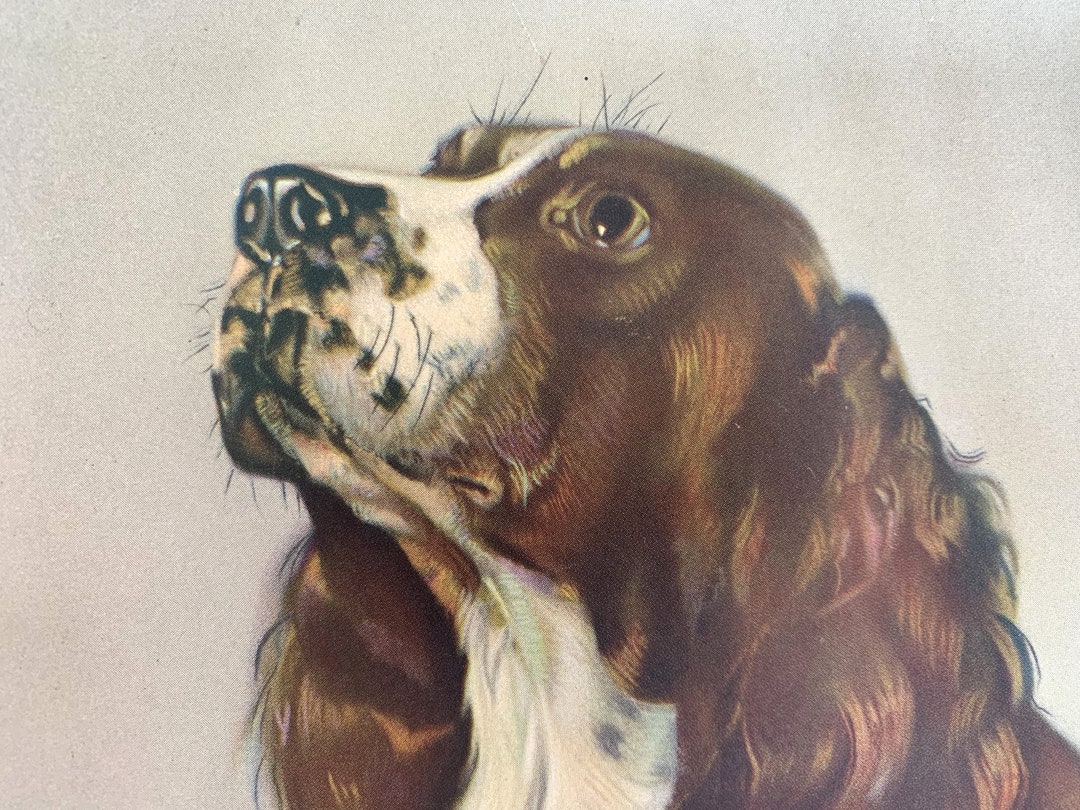 Vintage Litho DOGS Springer Spaniels, 8" by 10" Dog Picture, Llo ...