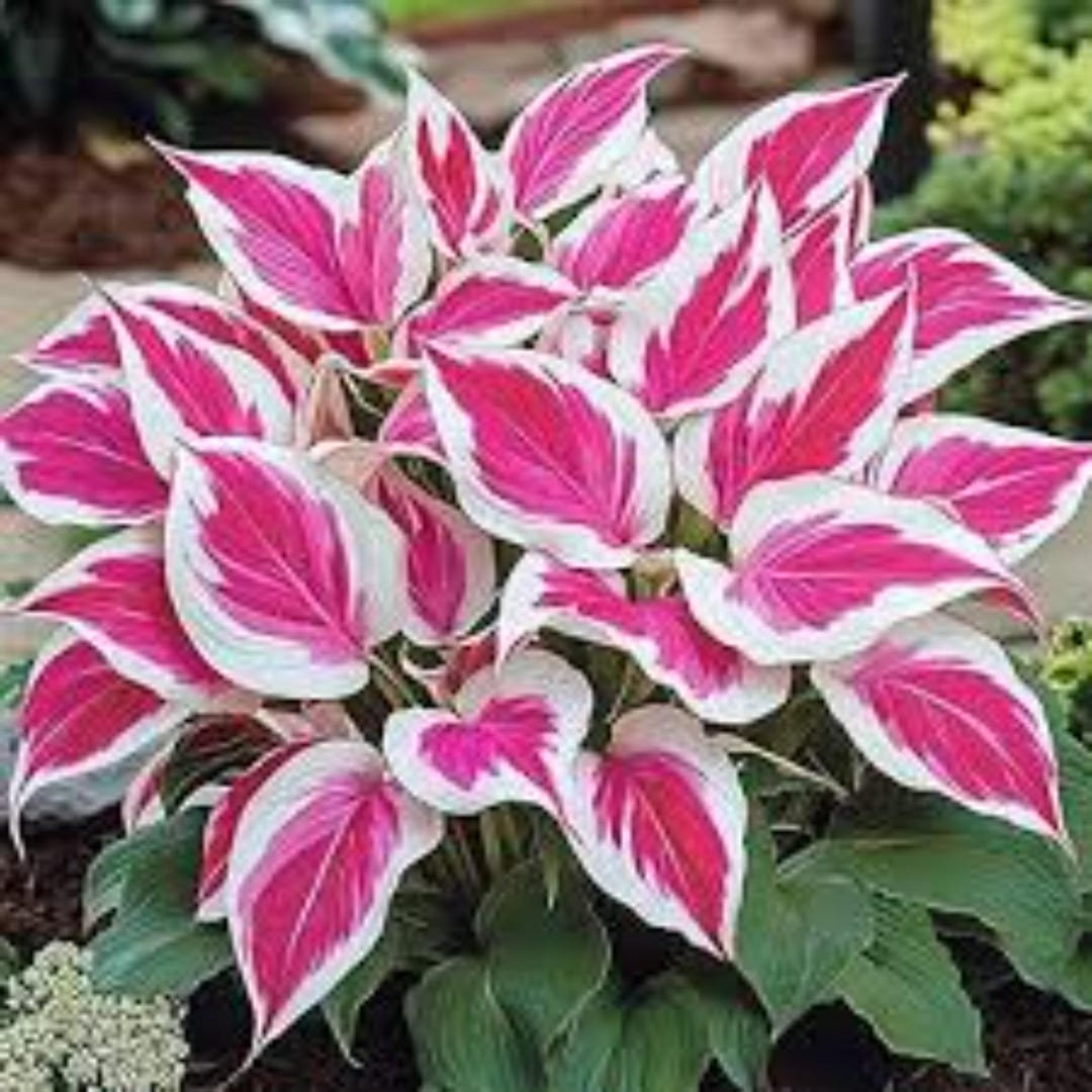 Pink White Mix Hosta Seeds for Planting | 200+ Rare Perennial Shade ...