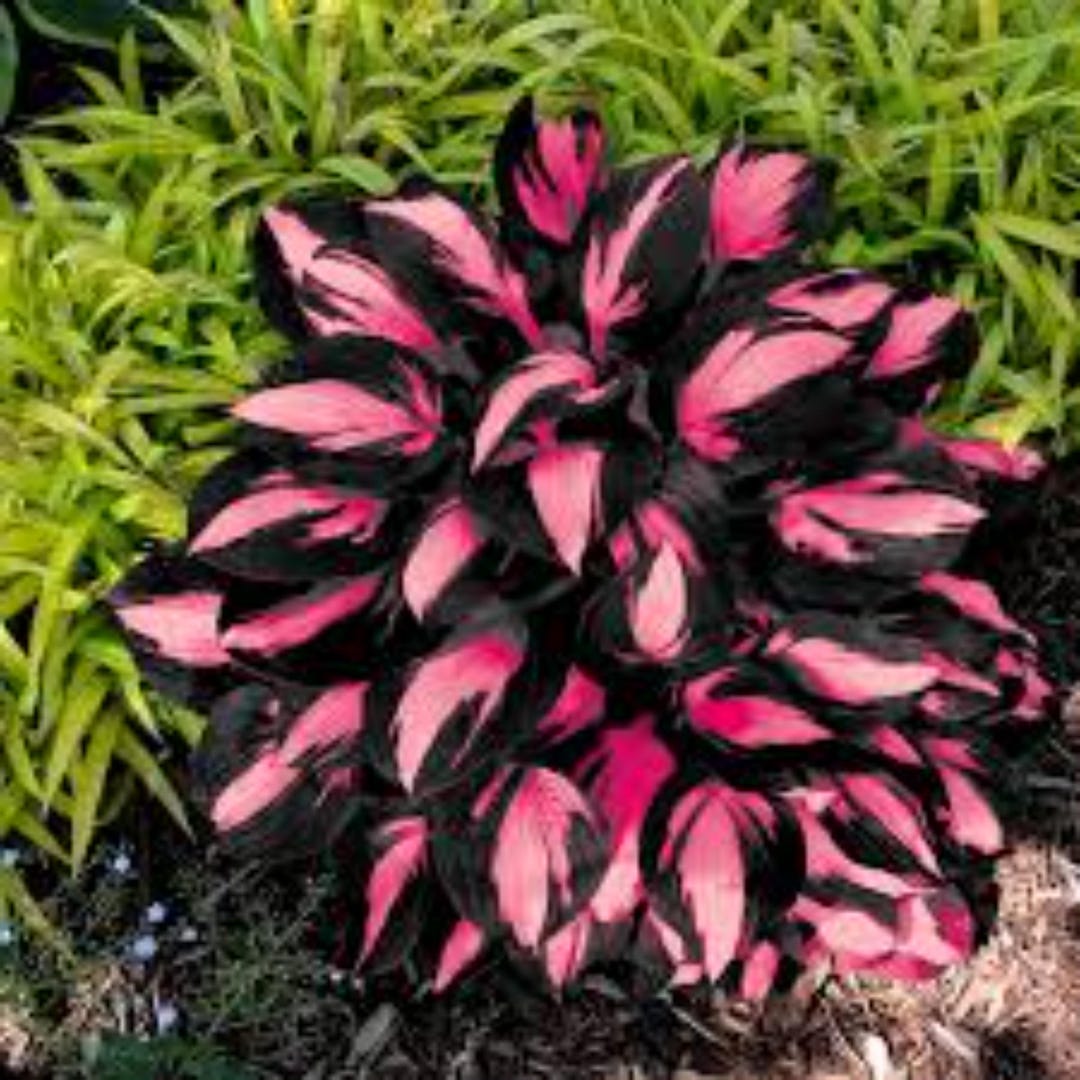Pink Black Mix Hosta Seeds | 200+ Rare Perennial Flower Seeds | Non GMO ...
