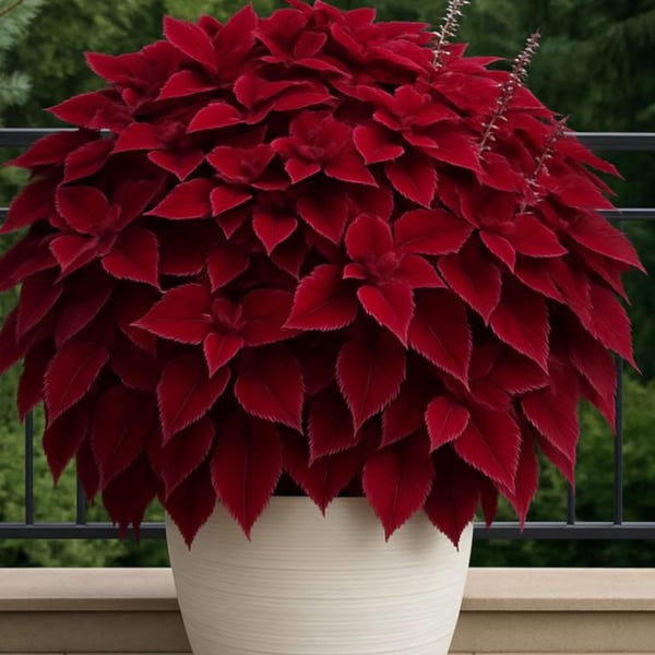 Butterfly Hosta - Etsy